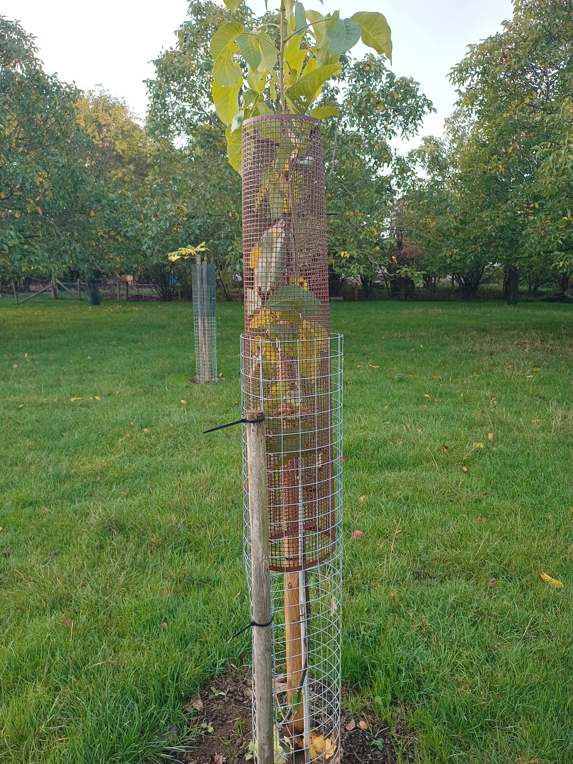 TR Tame & Son - Warwickshire Walnuts - Agroforestry Open Weekend 2026