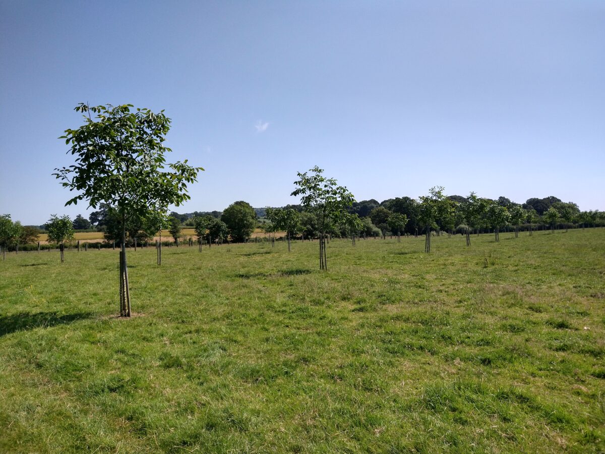 TR Tame & Son - Warwickshire Walnuts - Agroforestry Open Weekend 2026