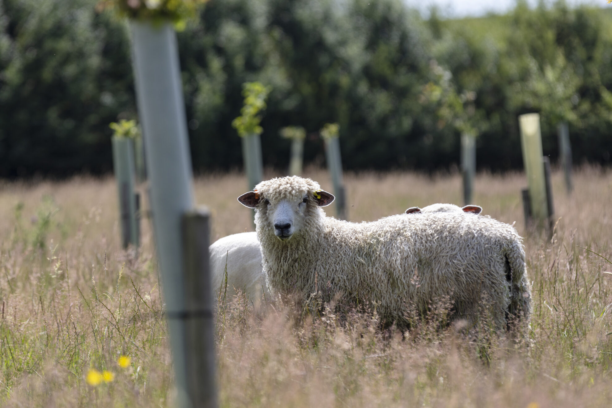 The Allerton Project - Agroforestry Open Weekend 2025