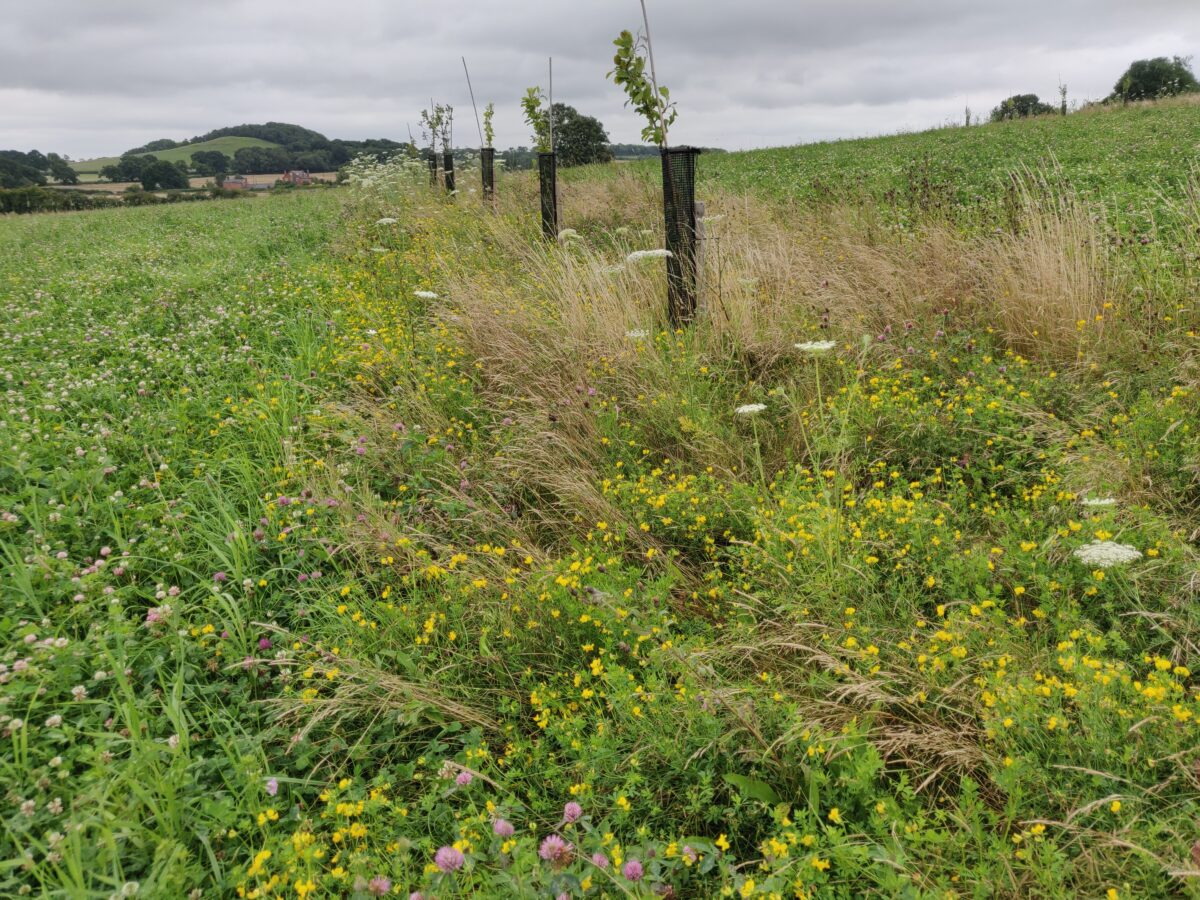 Halstead Hill Farm - Agroforestry Open Weekend 2026