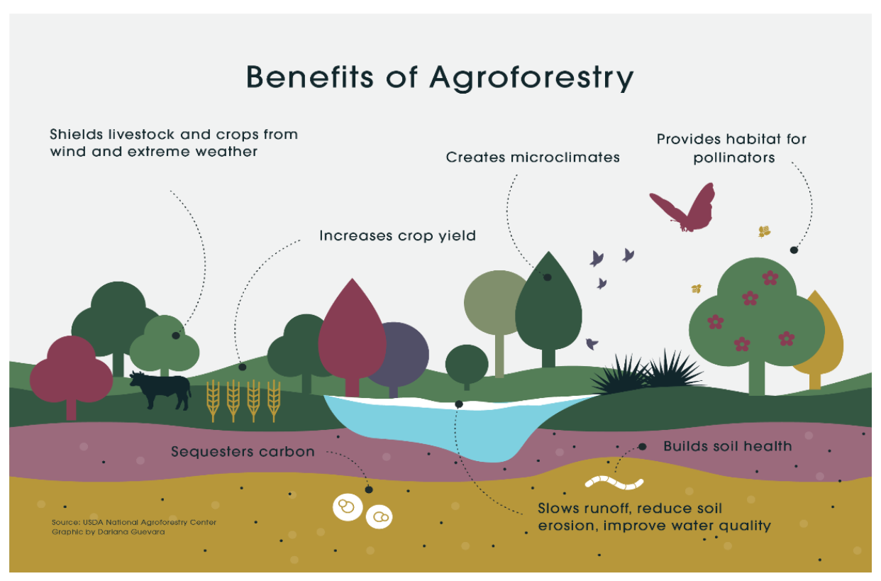 What is Agroforestry? - Agroforestry Open Weekend 2025