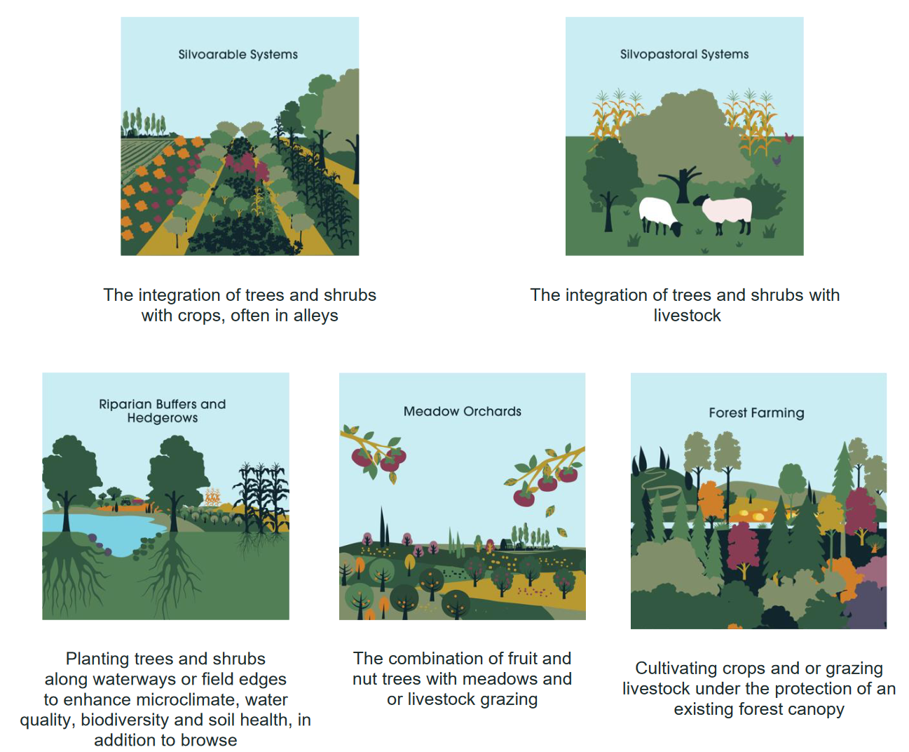What is Agroforestry? - Agroforestry Open Weekend 2025