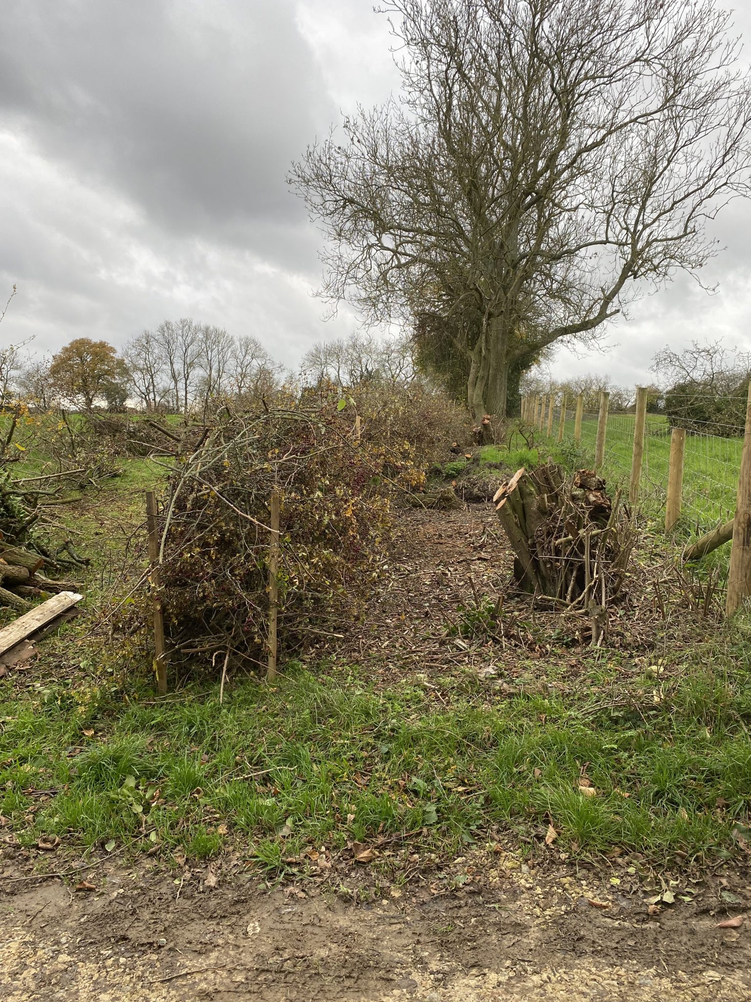 Darvills Hill Farm - Agroforestry Open Weekend 2025