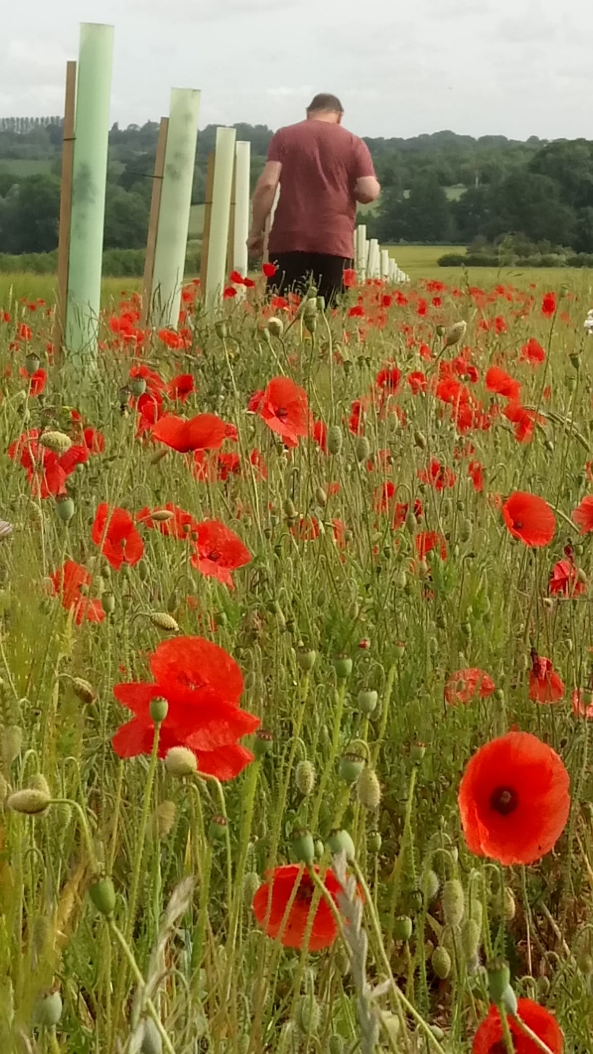 Helmingham Estate Farm - Agroforestry Open Weekend 2025