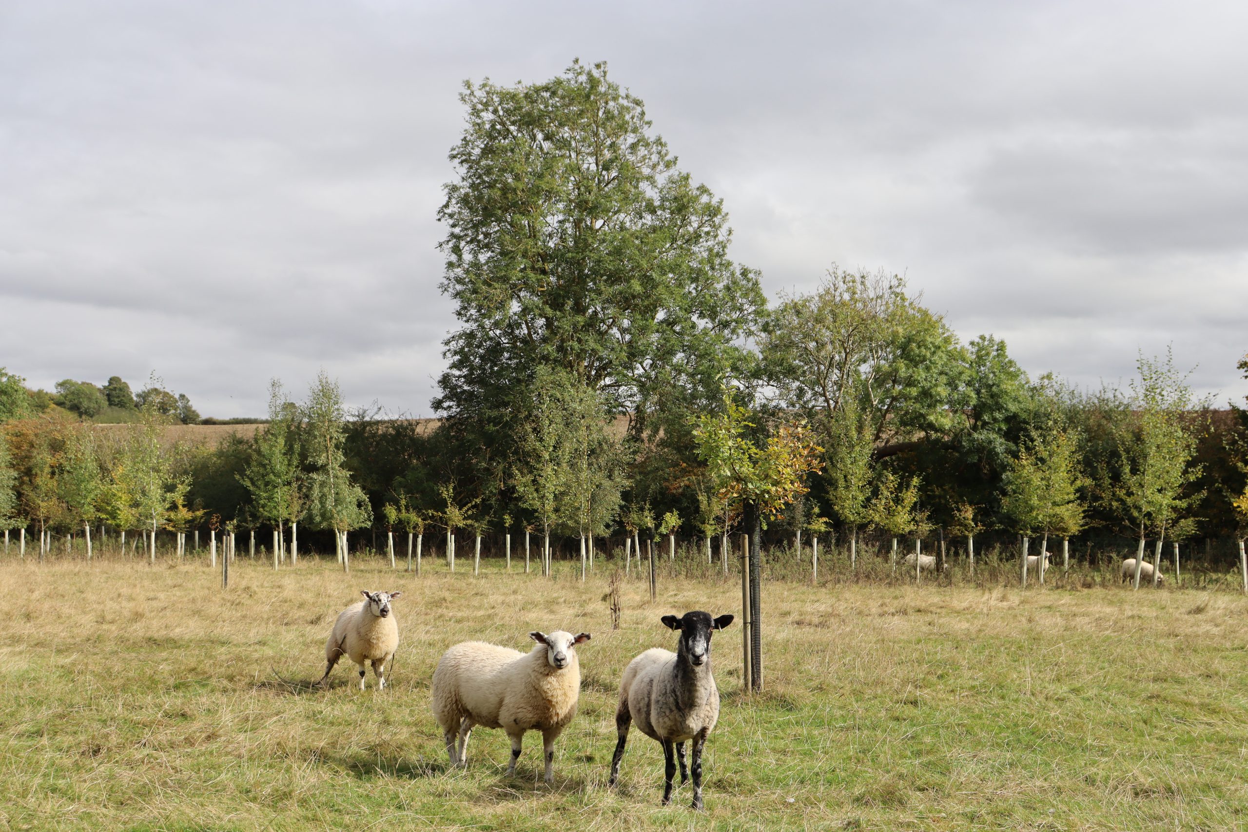 The Allerton Project - Agroforestry Open Weekend 2025